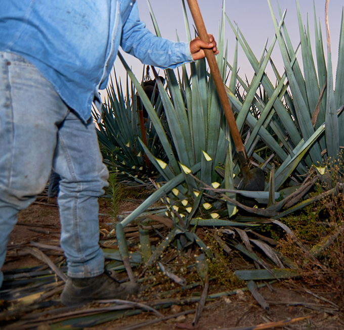 The Process – Mana Tibo Mezcal